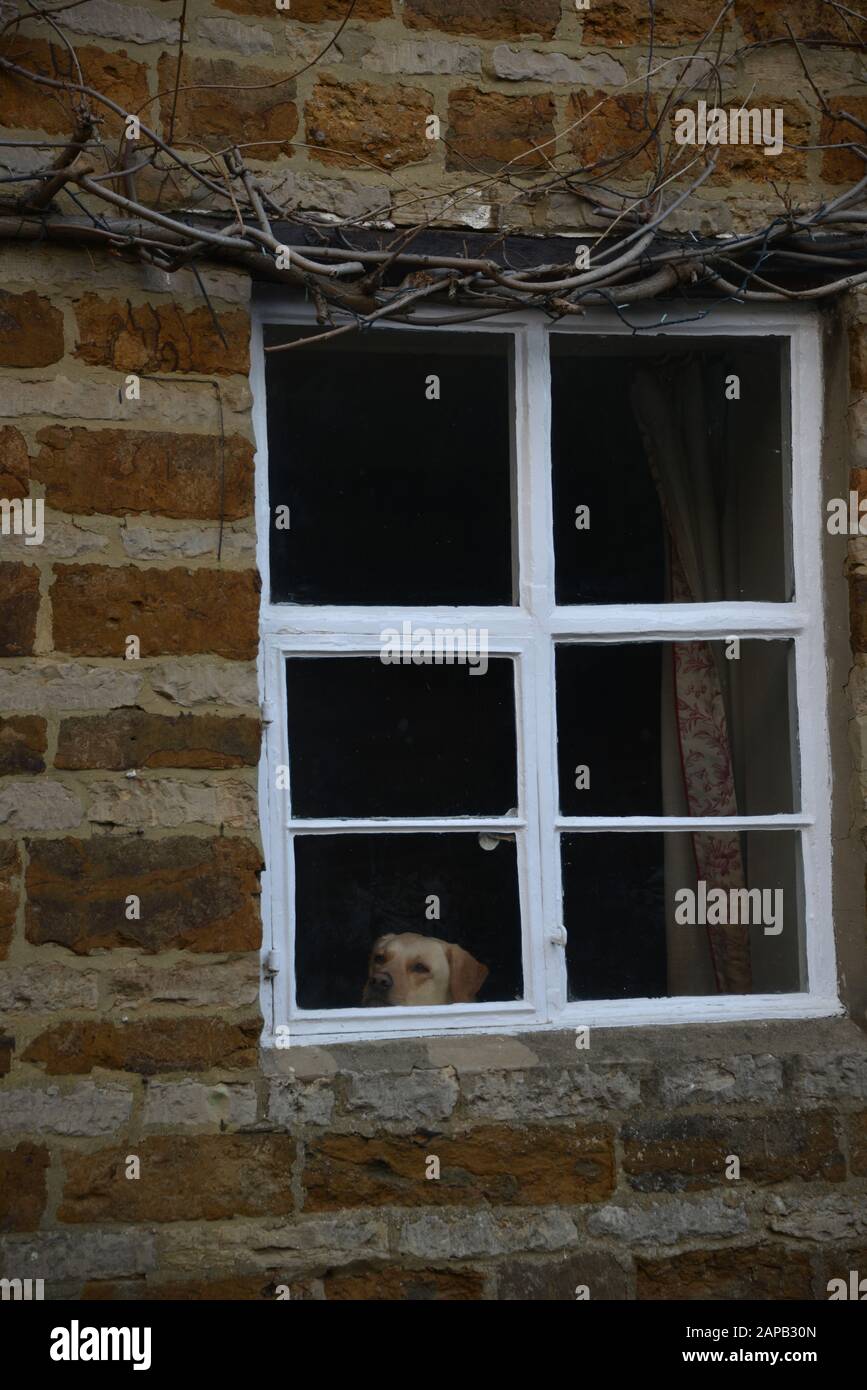 Labrador retriever looking out window hi-res stock photography and ...