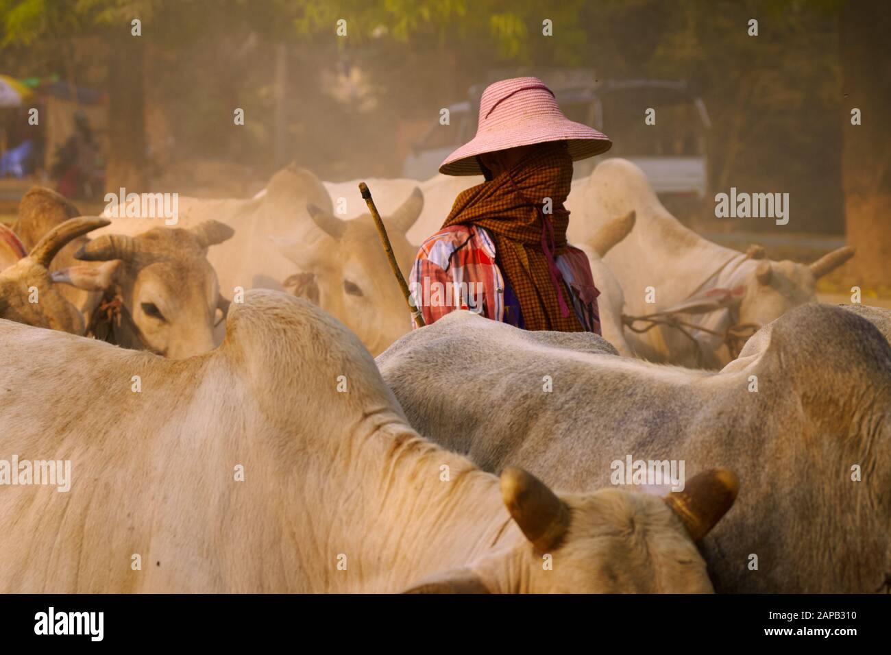 Myanmar cows hi-res stock photography and images - Alamy