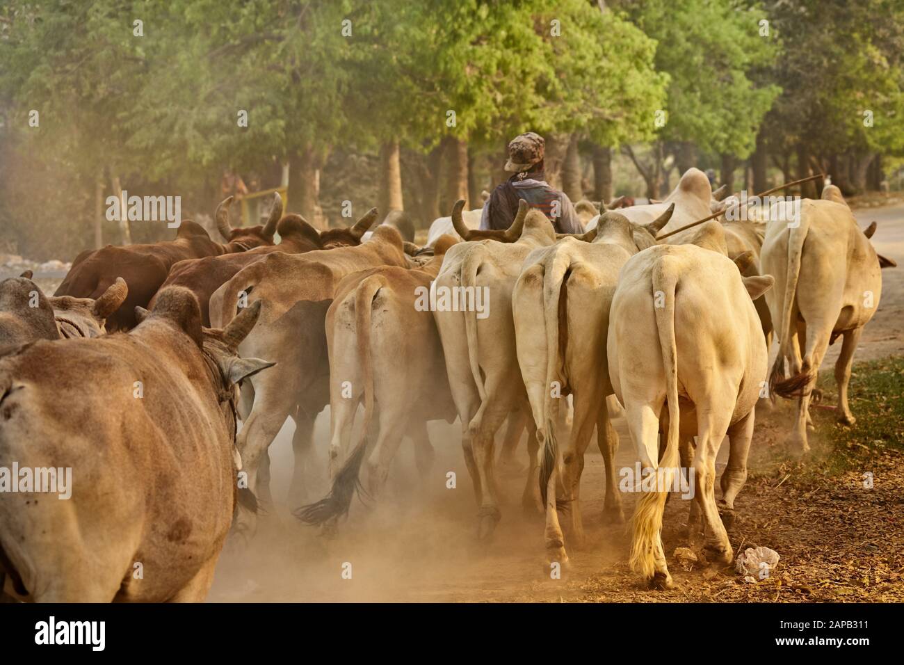 Myanmar cows hi-res stock photography and images - Alamy