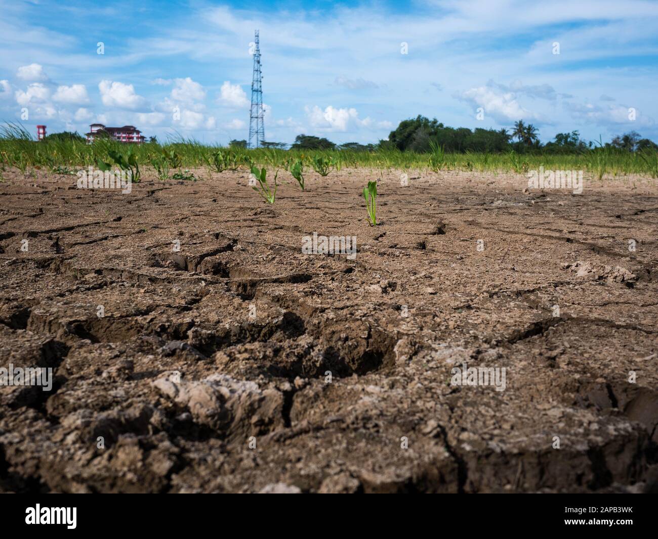 Parched and drought rice field in Malaysia.Rice crop failed and the ...