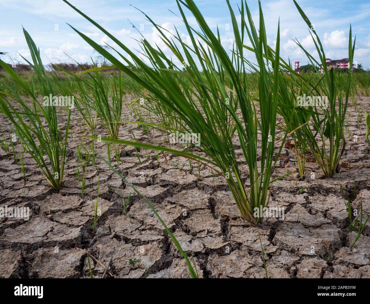 Parched and drought rice field in Malaysia.Rice crop failed and the ...