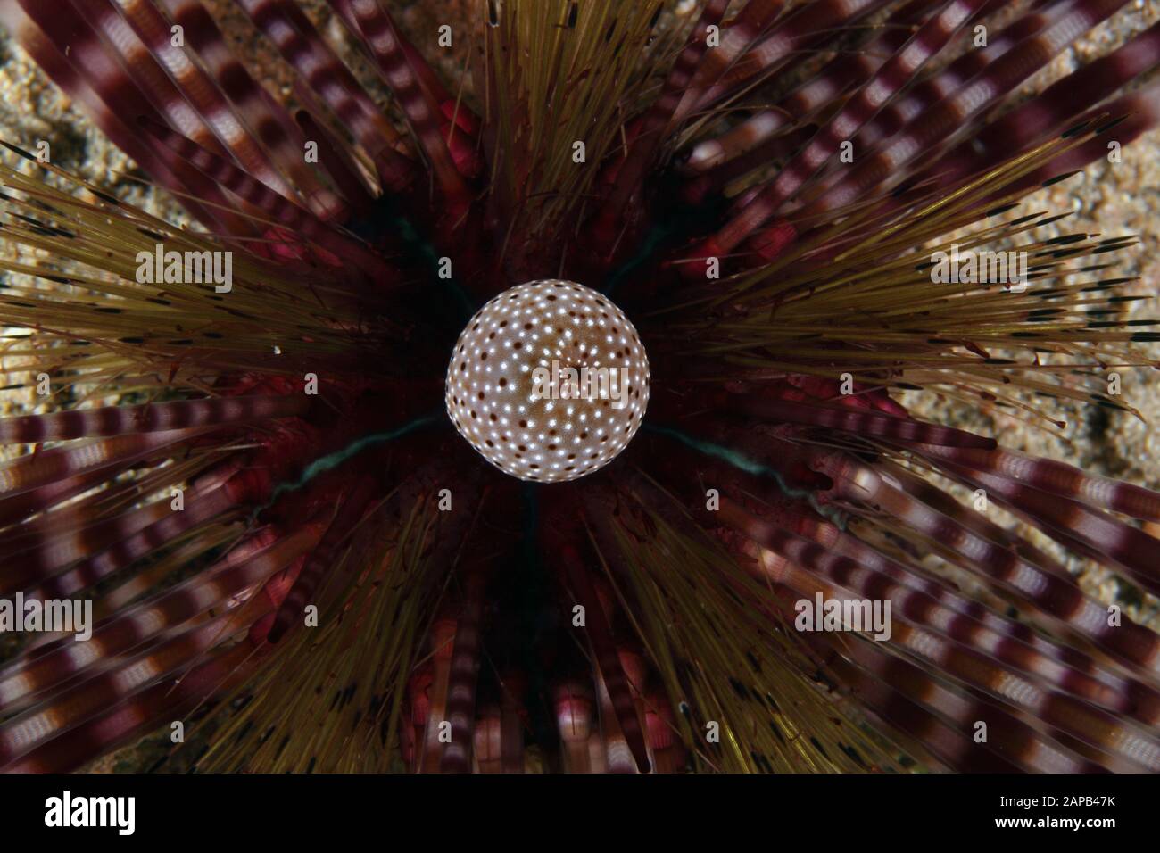 Diadem-Seeigel Echinotrix diadema Fam. Diadematidae Stock Photo - Alamy