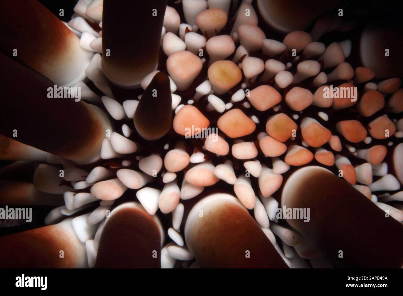 Griffel seeigel hi-res stock photography and images - Alamy