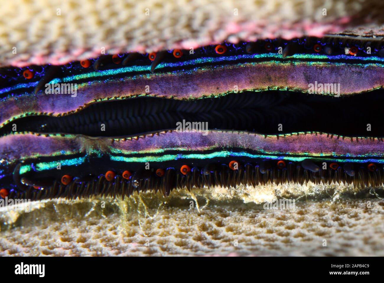 Pedum High Resolution Stock Photography and Images - Alamy