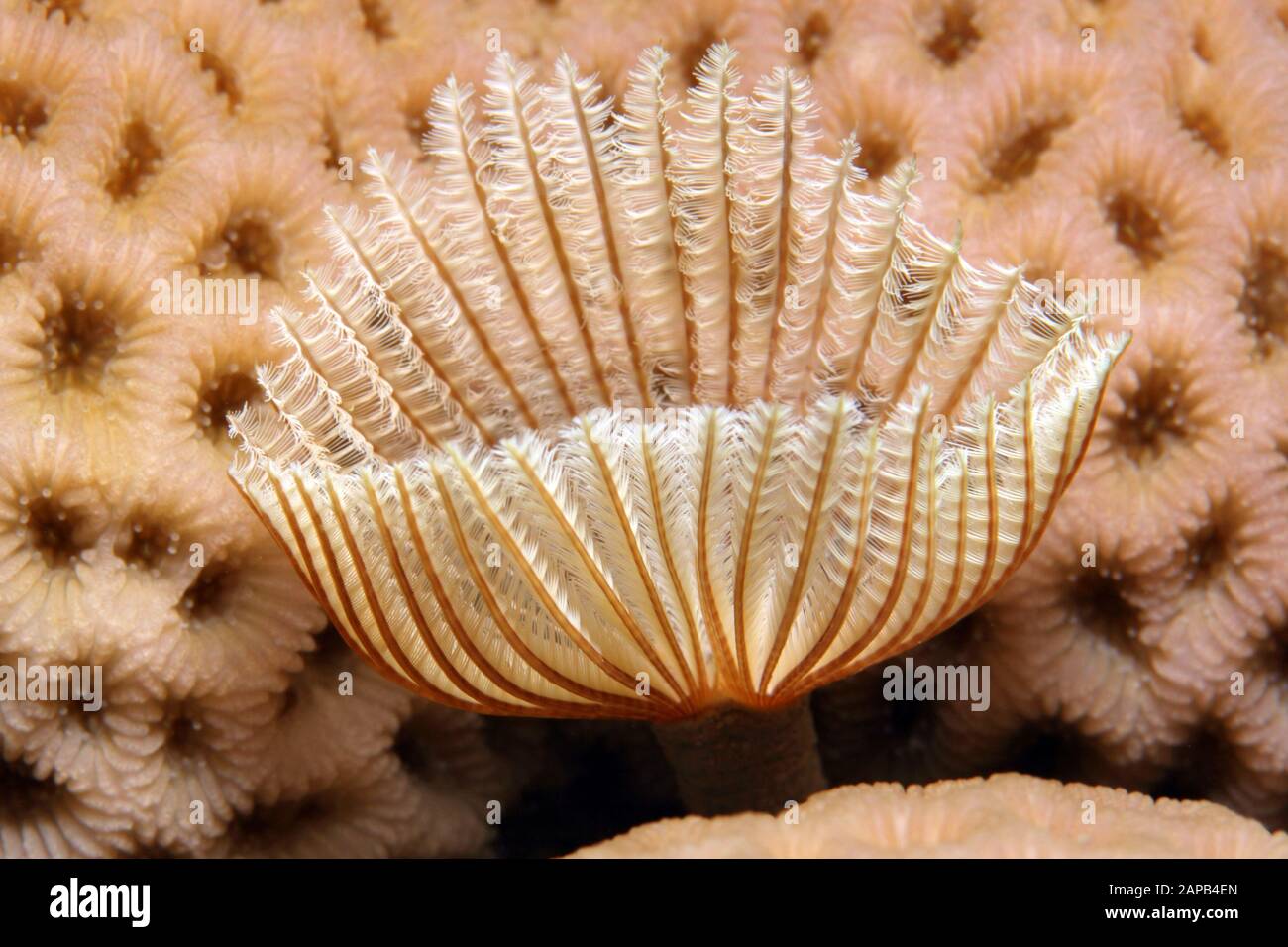 Indian tube worm in front of Goniopora coral Stock Photo - Alamy