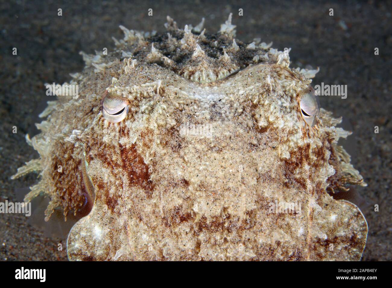 Cuttlefish shells hi-res stock photography and images - Alamy