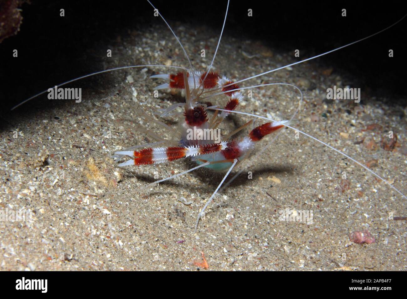 Banded coral shrimp on the sand Stock Photo - Alamy