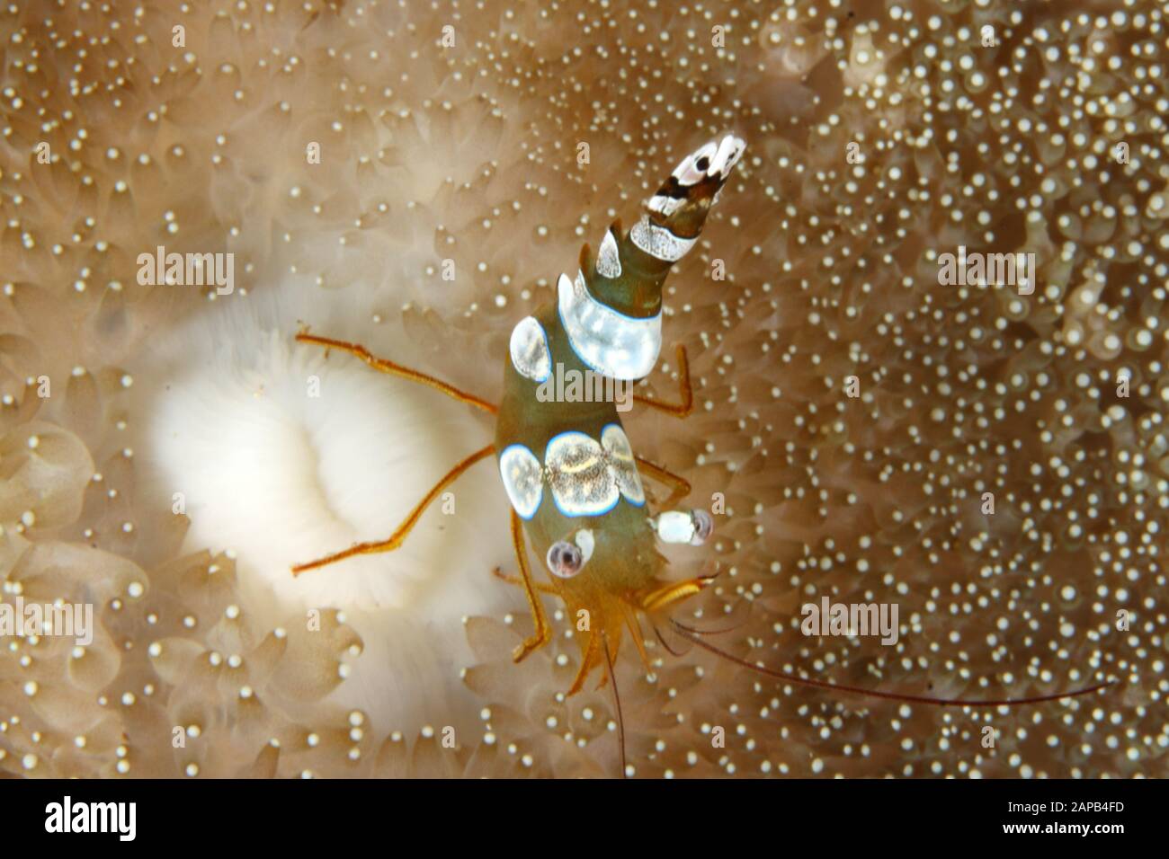 Hump backed shrimp hi-res stock photography and images - Alamy
