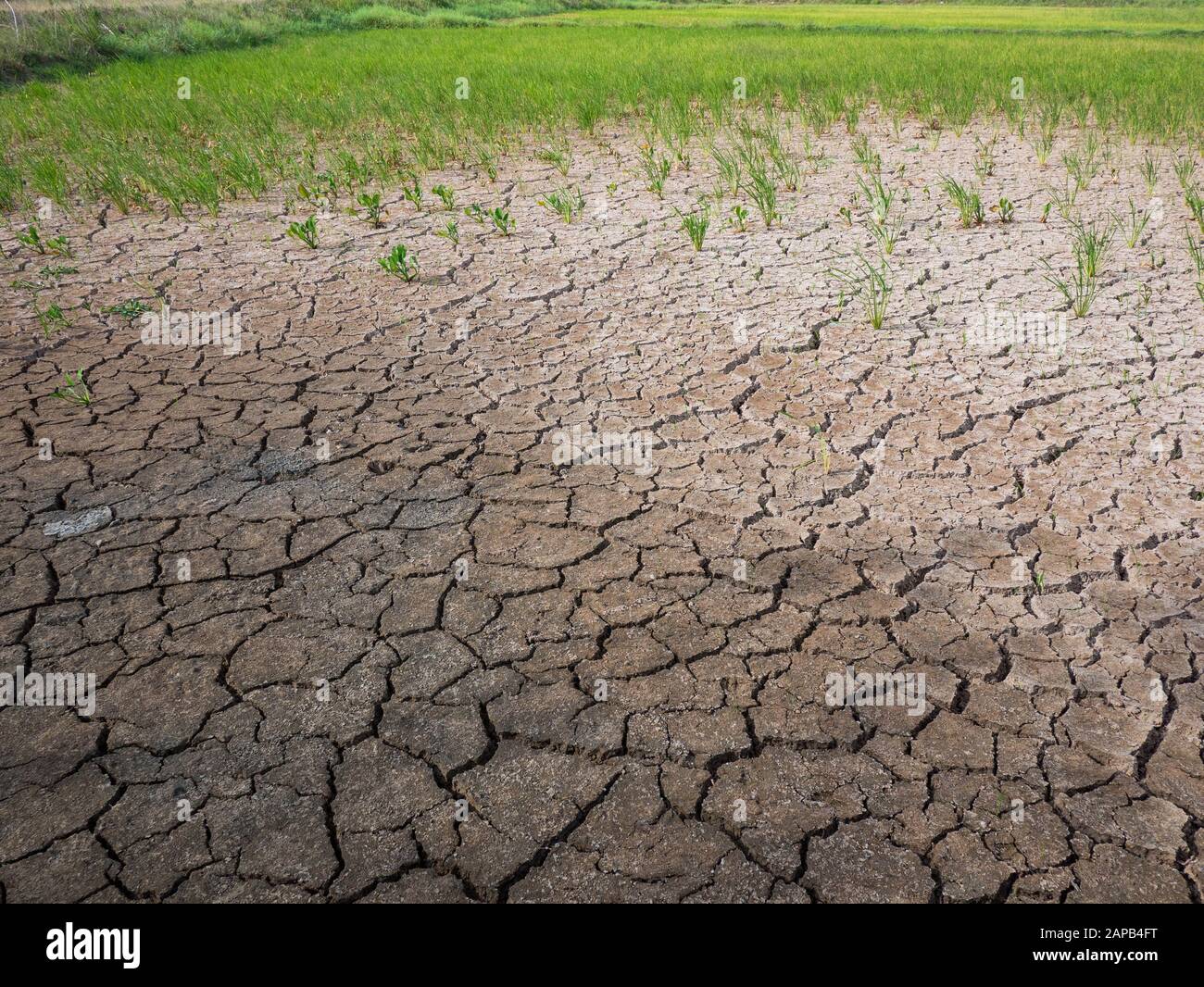 Parched and drought rice field in Malaysia.Rice crop failed and the ...