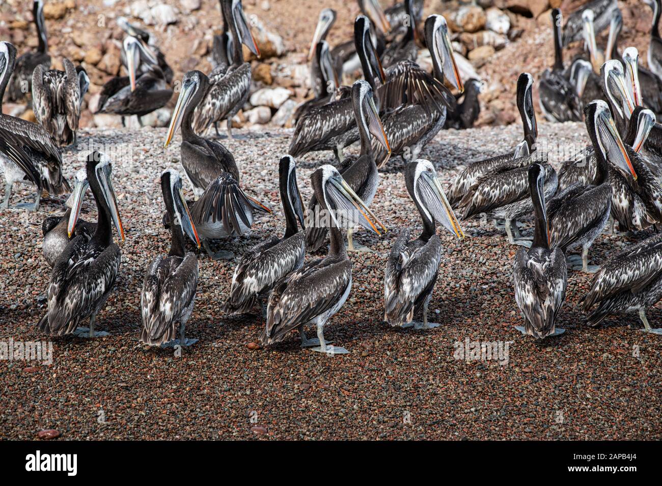 Wild ocean peru hi-res stock photography and images - Alamy