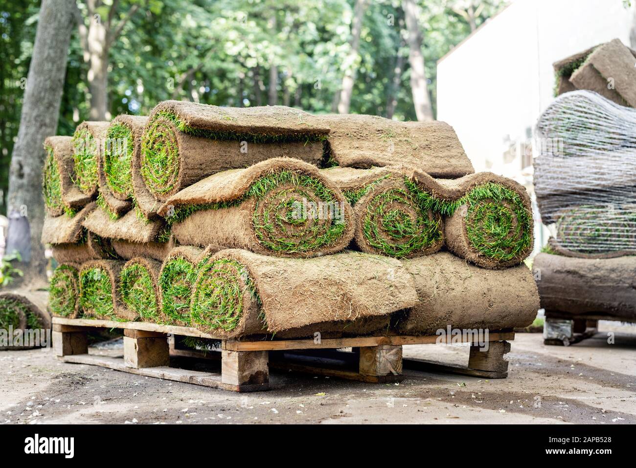 Stacks of green fresh rolled lawn grass on wooden pallet at dirt ...