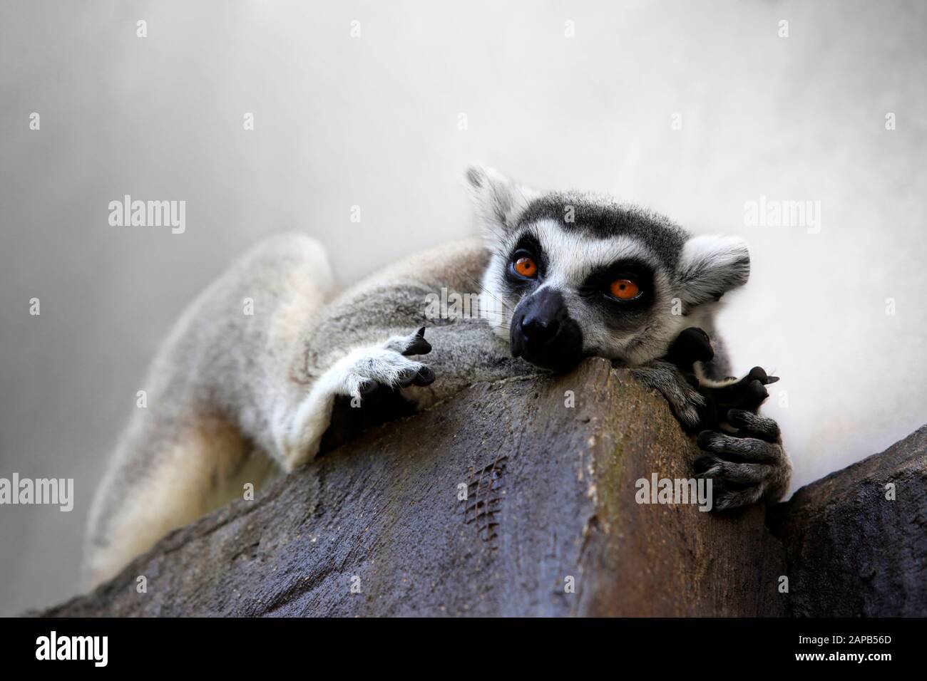 Lemur catta snout hi-res stock photography and images - Alamy