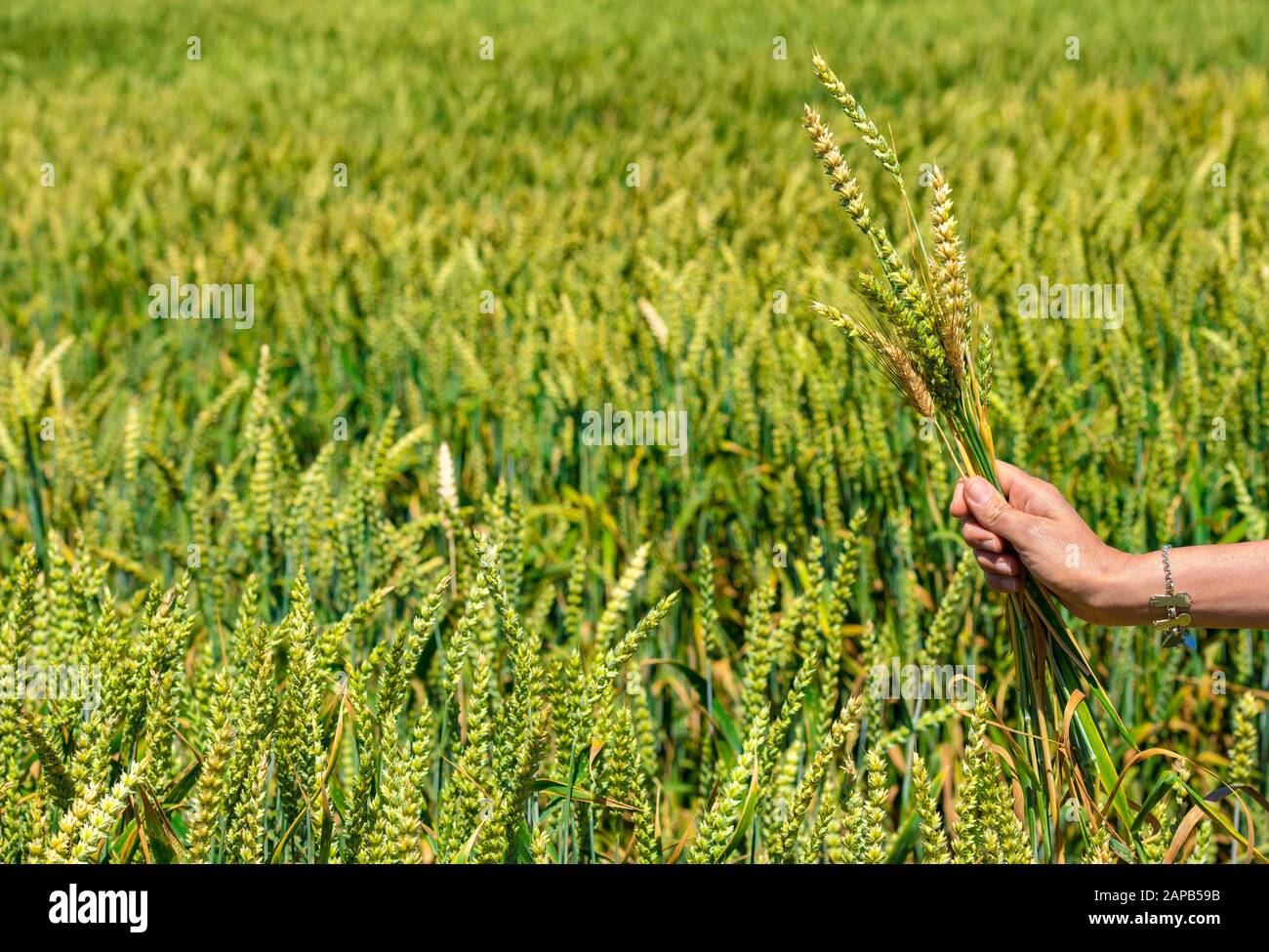 Holding spikelet hi-res stock photography and images - Alamy