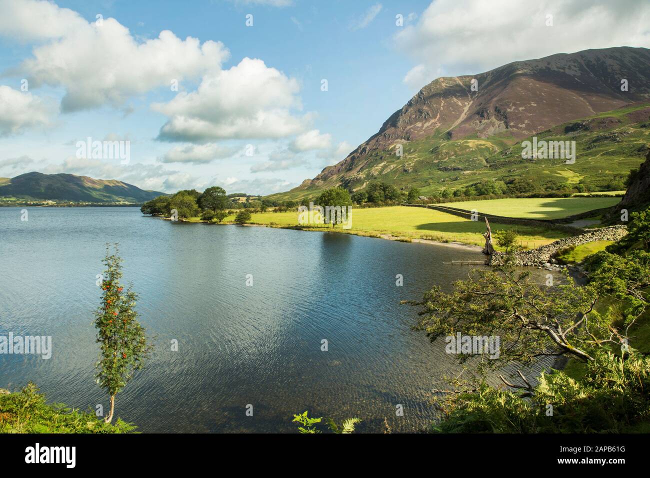Lakes grasmoor tree hi-res stock photography and images - Alamy