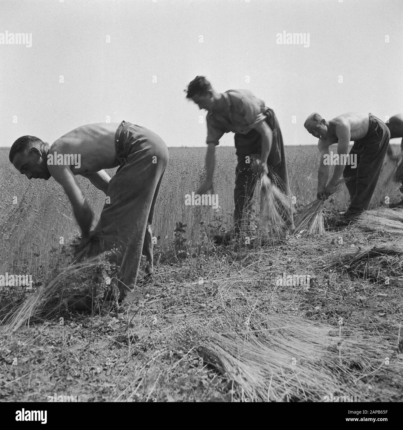 Agriculture: Canadians Description: Canadian soldiers help farmers ...