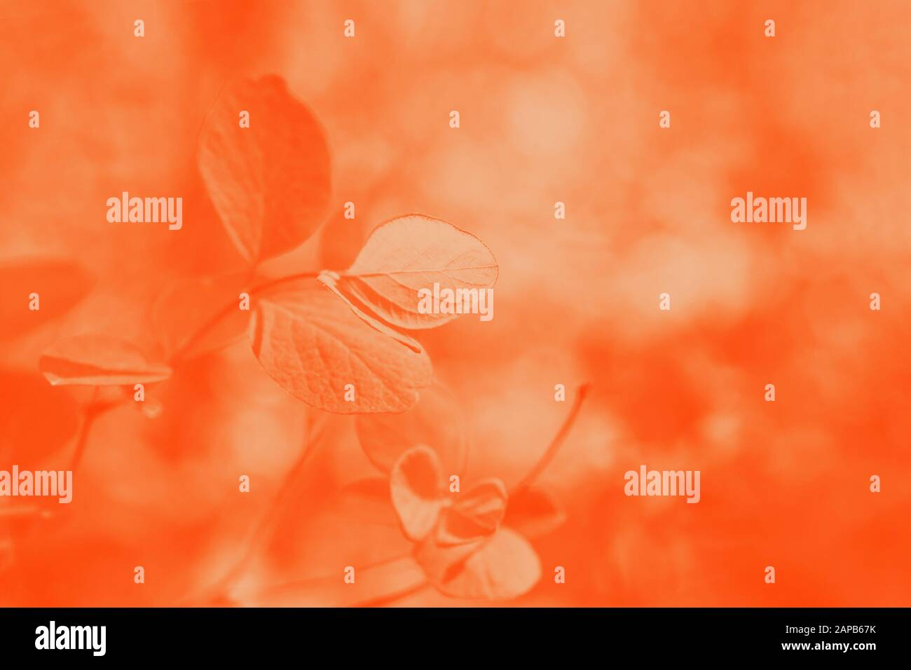 Lush lava gradient color abstract background with leaves pattern Stock ...