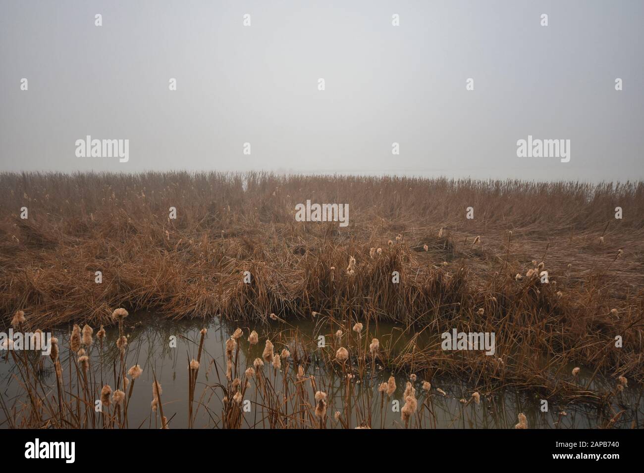 Reed beds in the wetlands of National park Doñana in morning mist, El ...