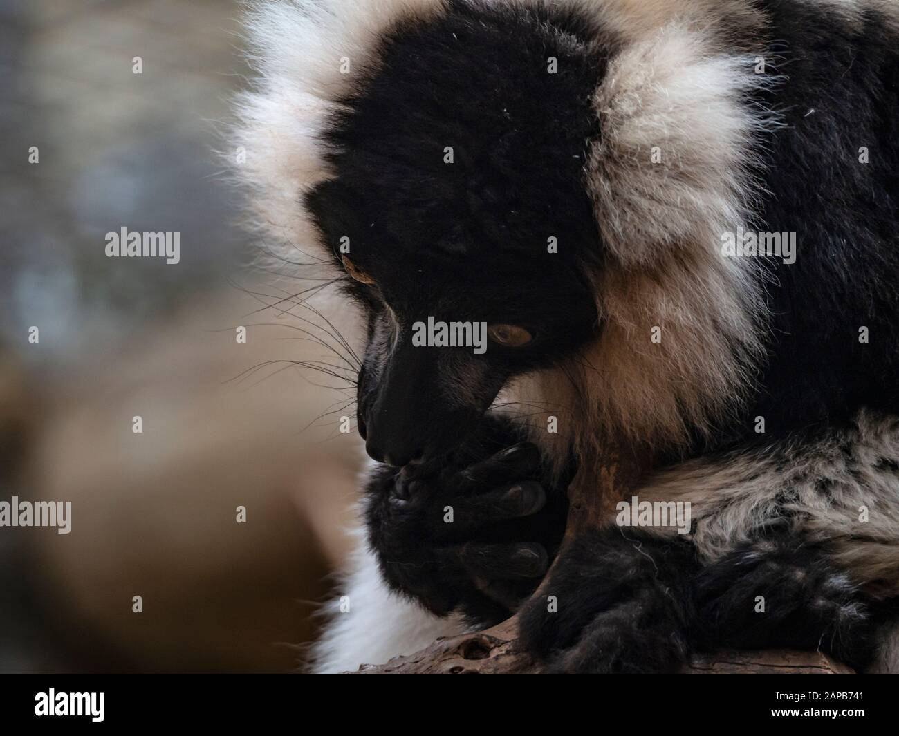 Maki macaco hi-res stock photography and images - Alamy