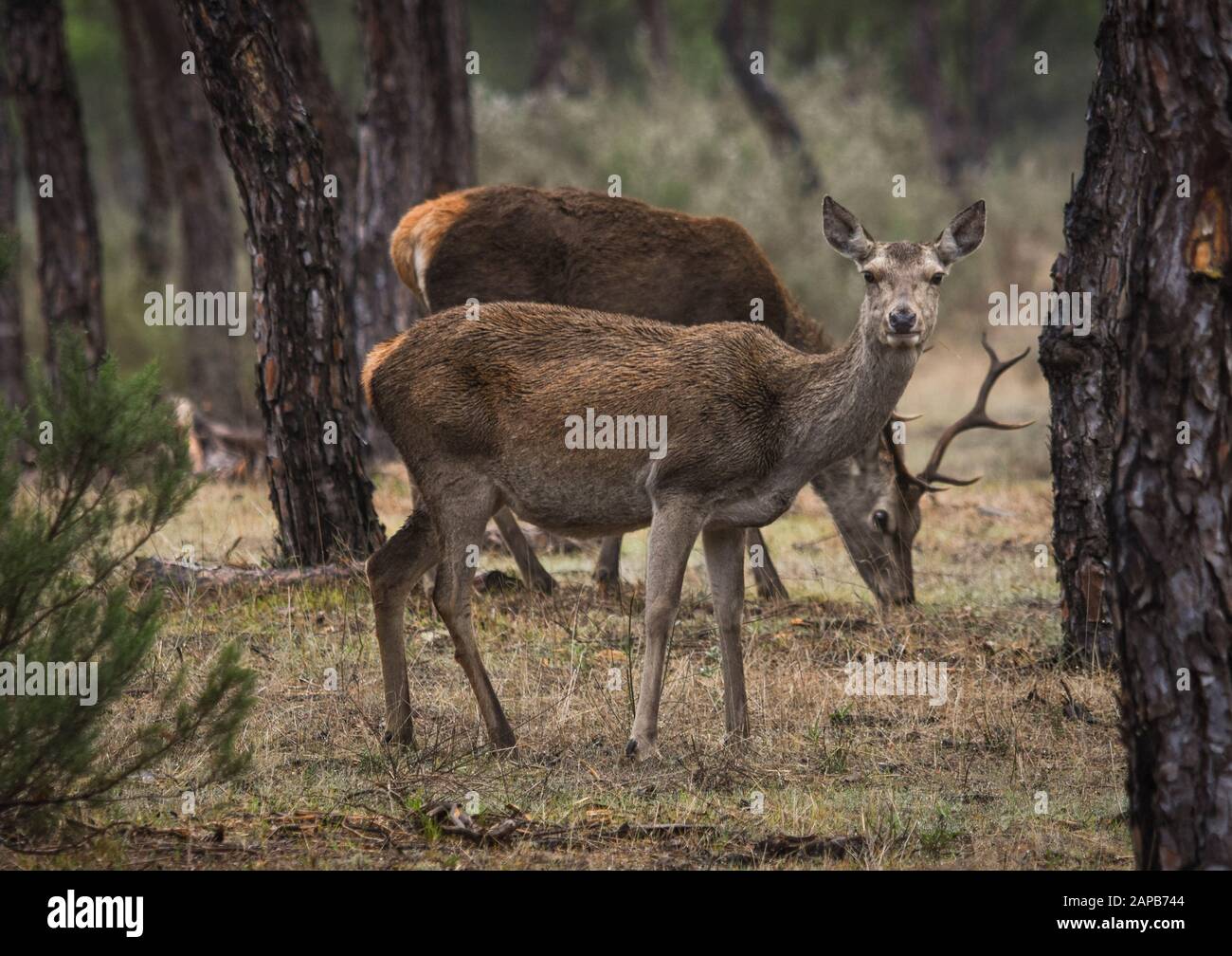 Female red deer hi-res stock photography and images - Alamy