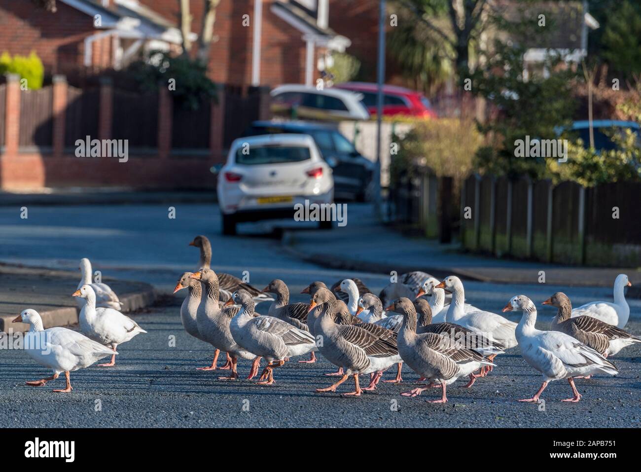 Geese crossing road hi-res stock photography and images - Alamy