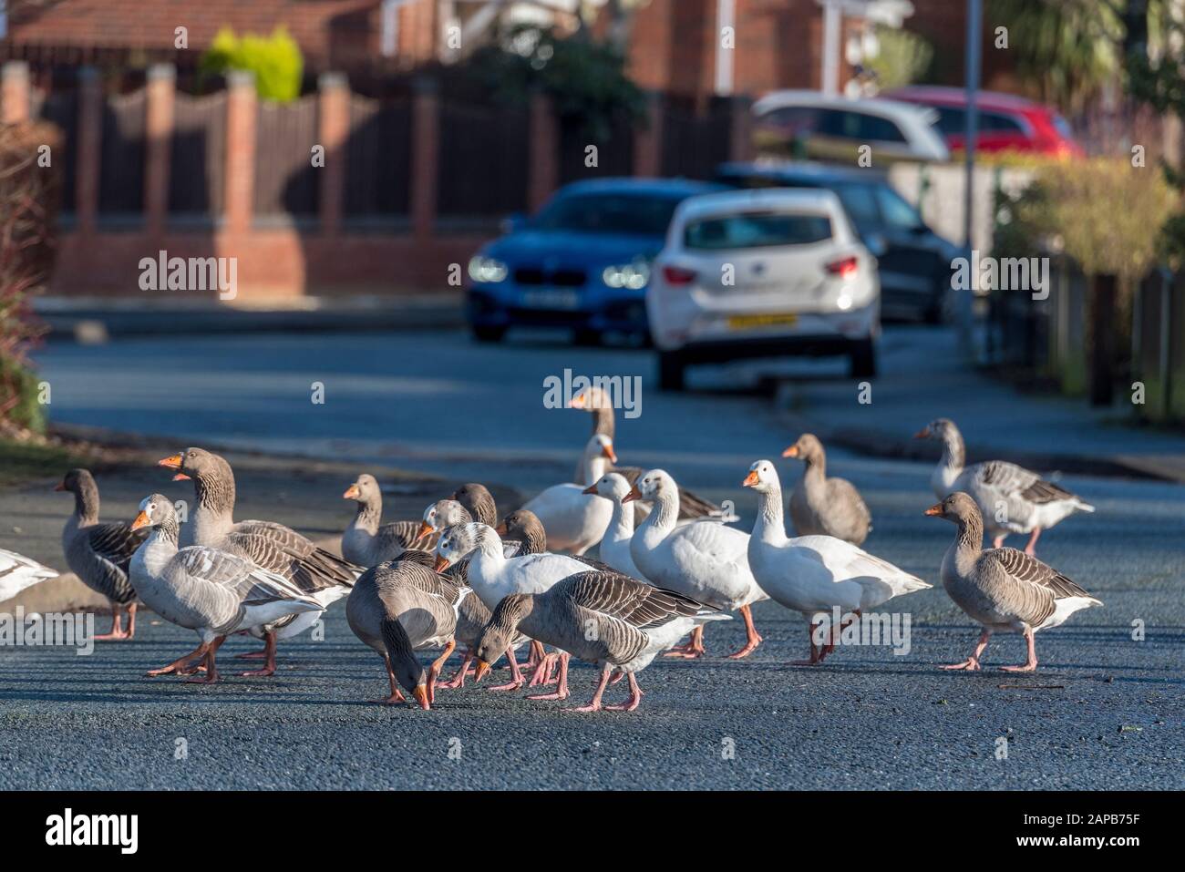 Gaggle of geese hi-res stock photography and images - Alamy