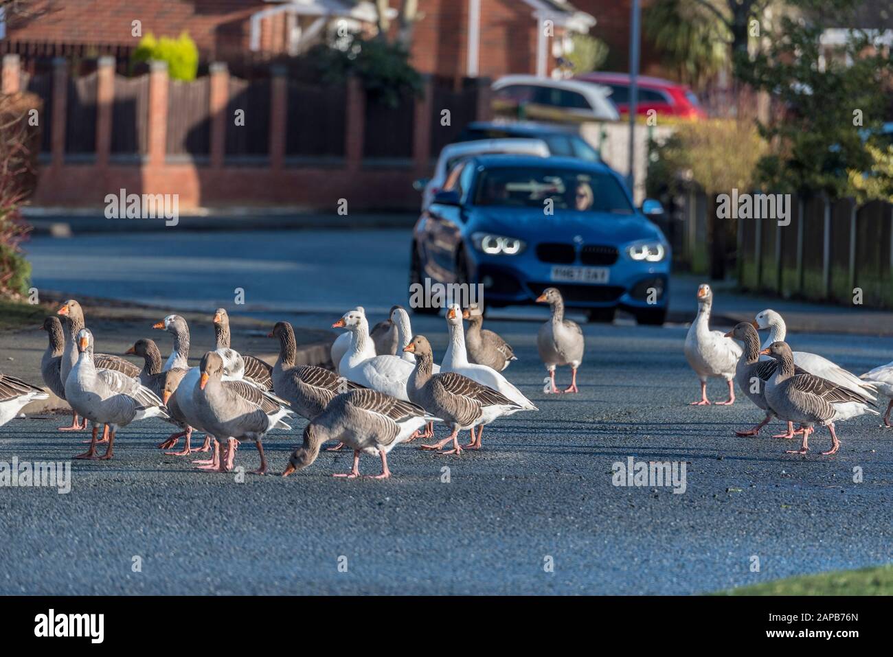 Geese crossing road hi-res stock photography and images - Alamy