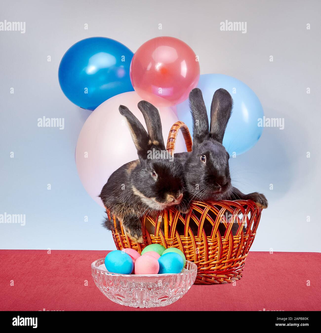 Two rabbits on the background of balloons Stock Photo - Alamy
