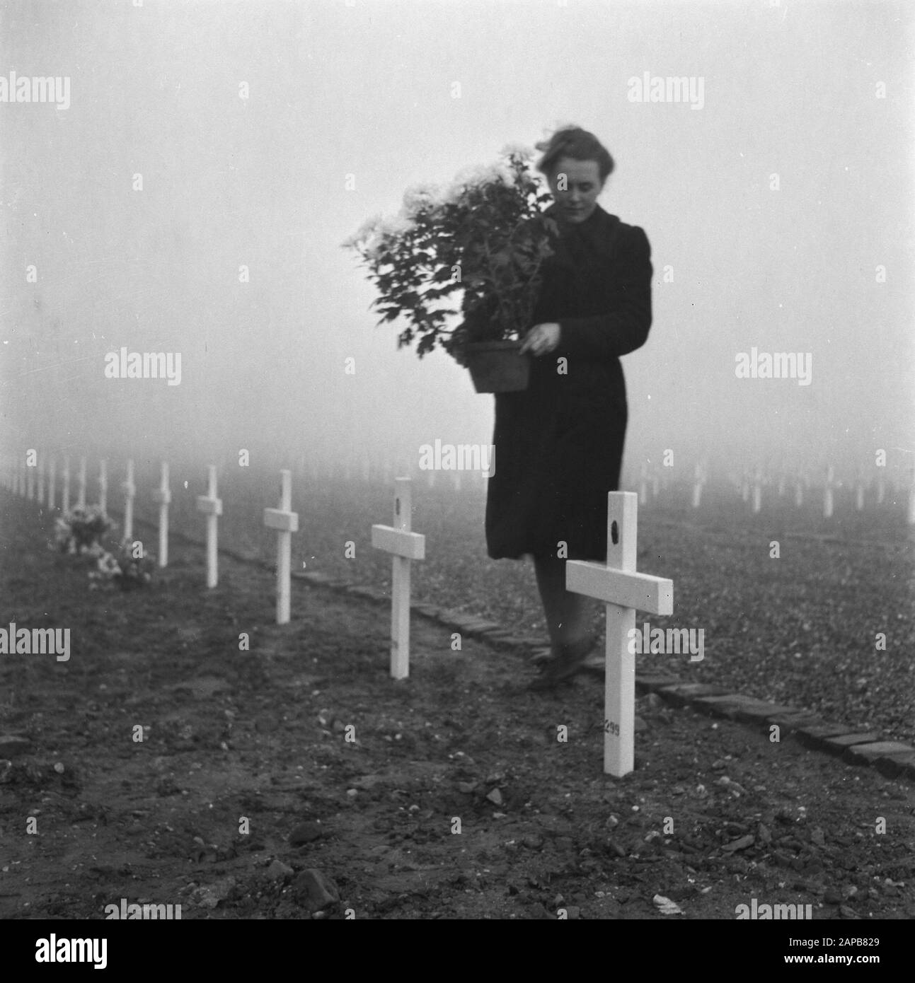Flowers world war ii hi-res stock photography and images - Alamy