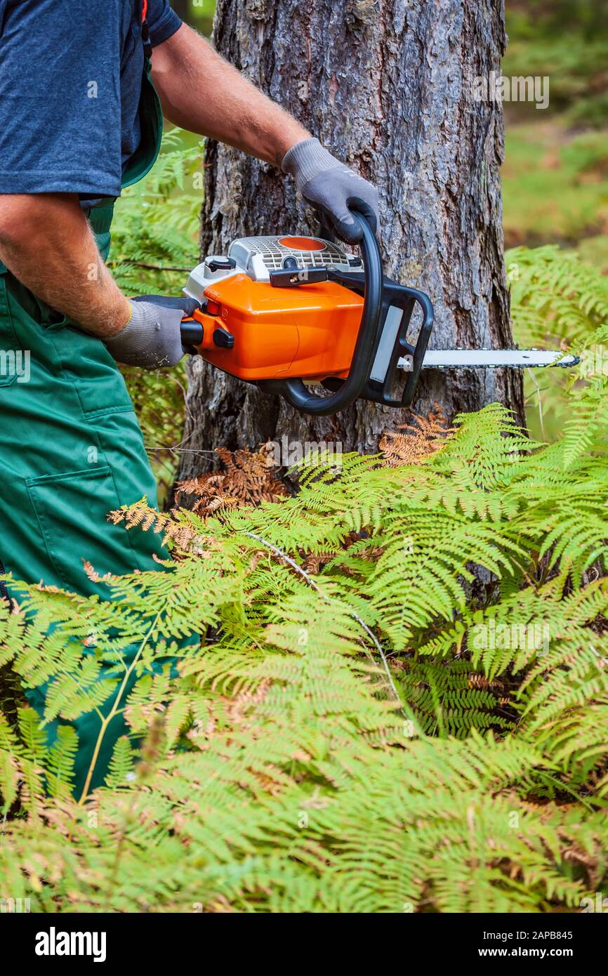 a woodcutter at work in the forest Stock Photo - Alamy