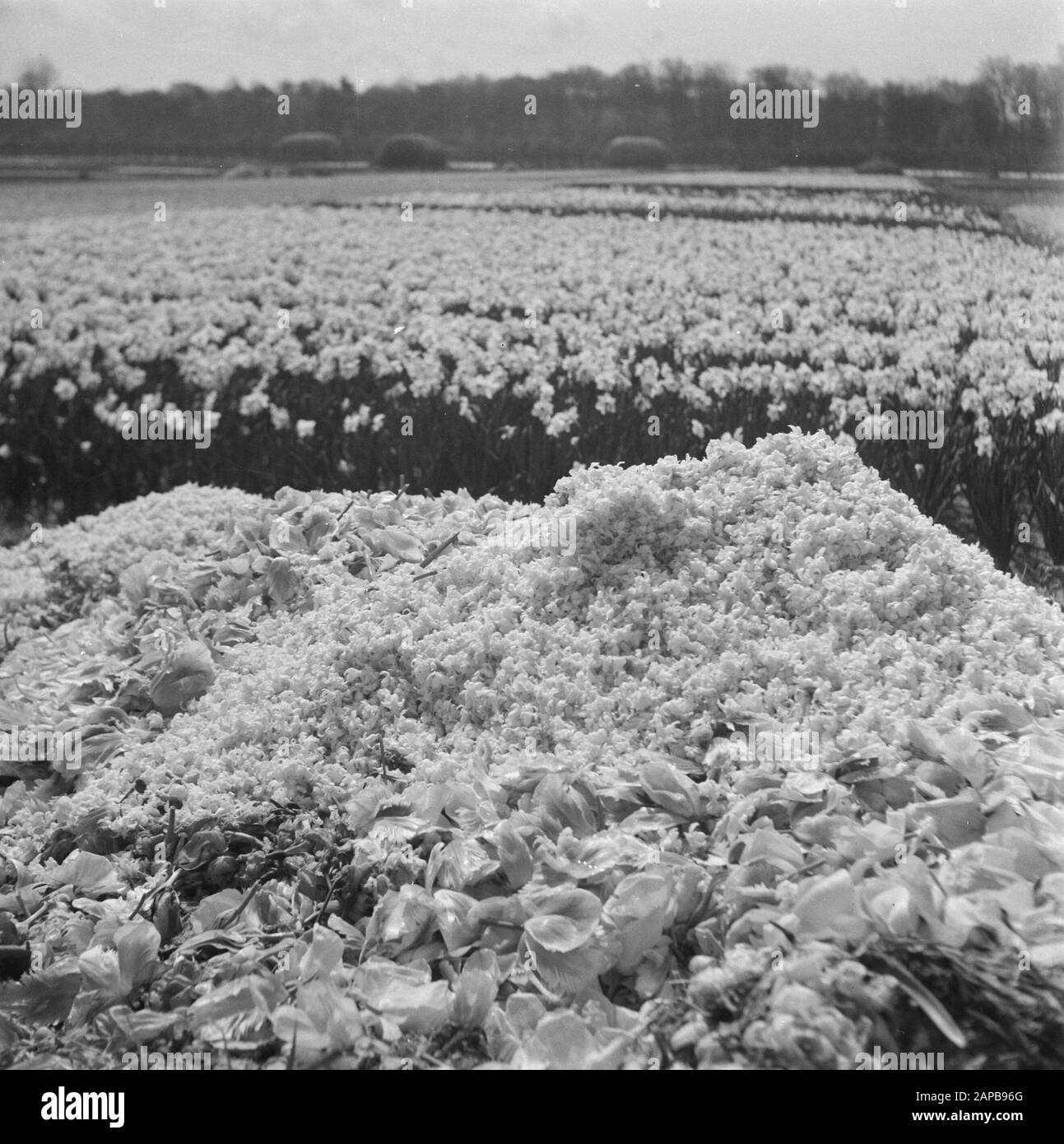 Blooms fields Black and White Stock Photos & Images - Alamy