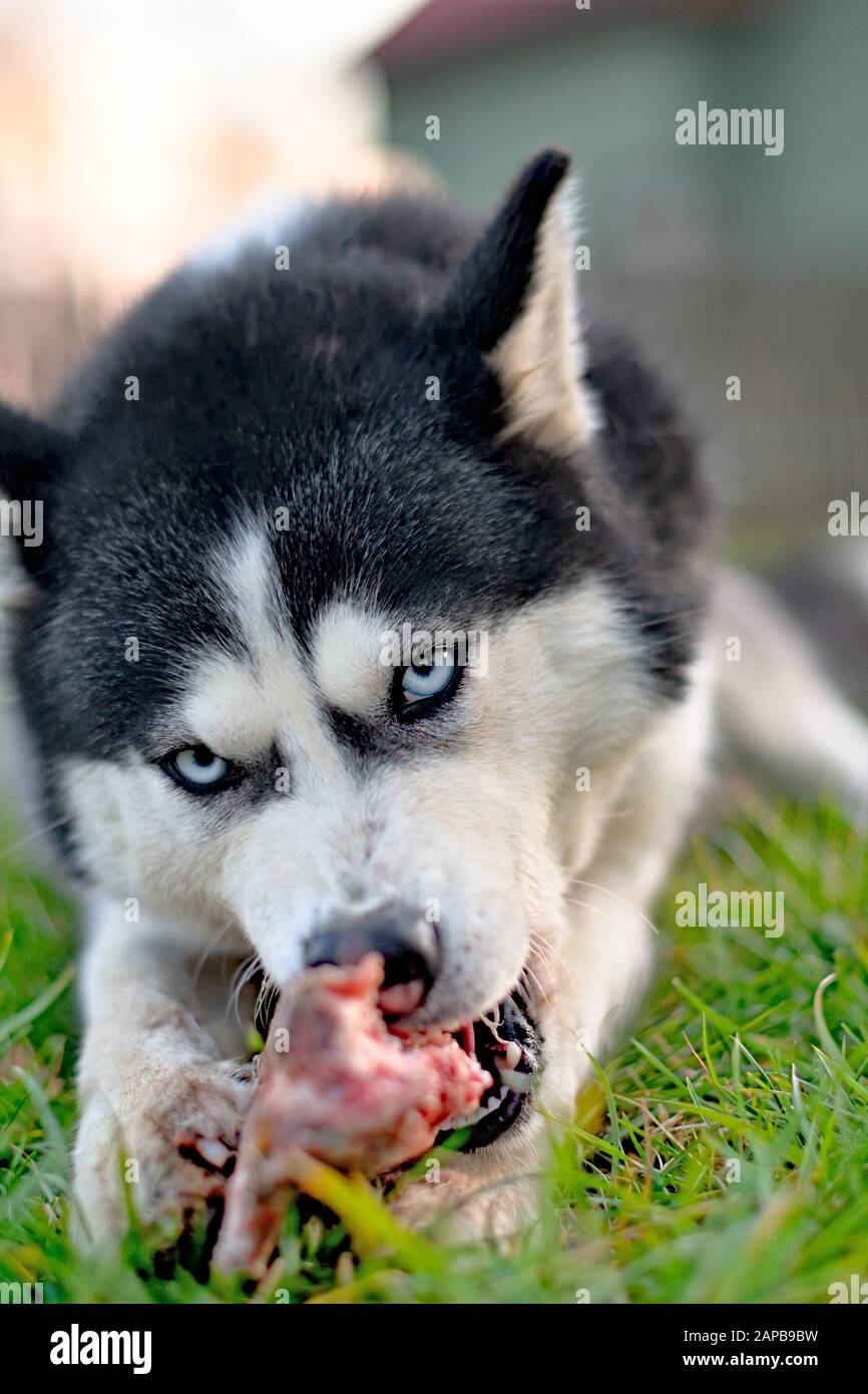 Husky dog eat bone on meadow. Close up Stock Photo - Alamy