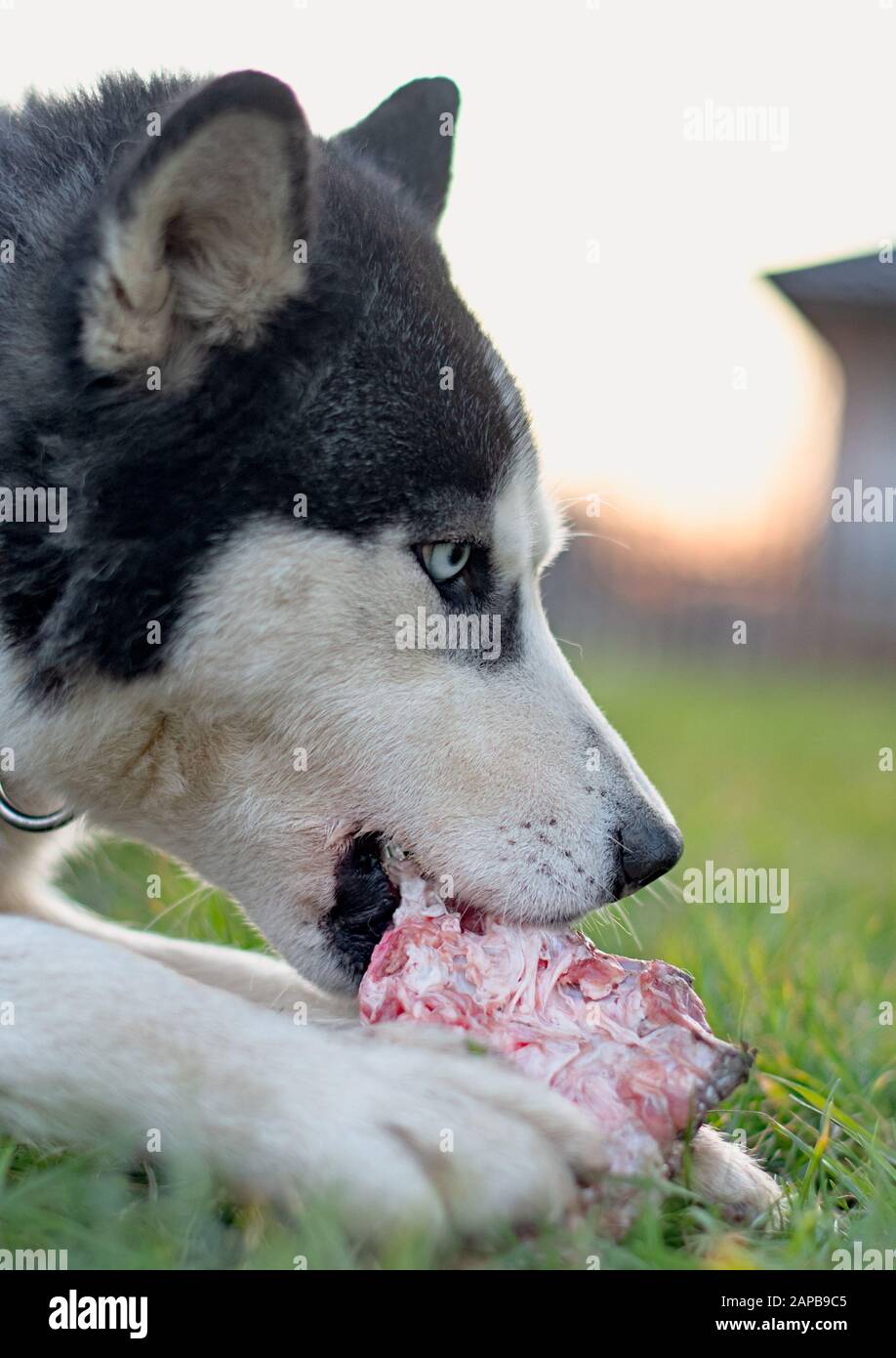 Husky dog with bone hi-res stock photography and images - Alamy