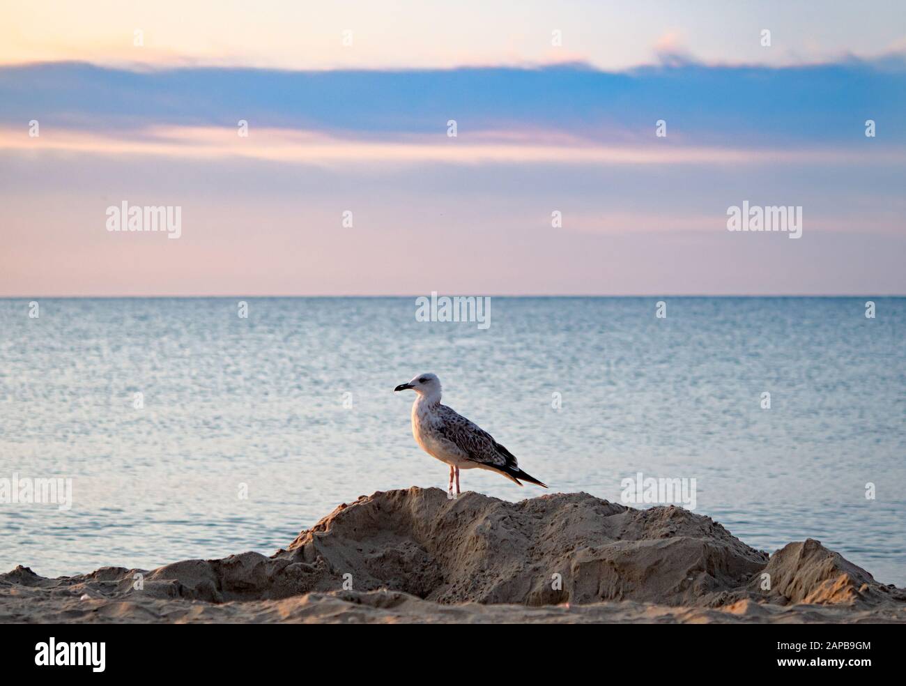 Summer sea birds hi-res stock photography and images - Alamy
