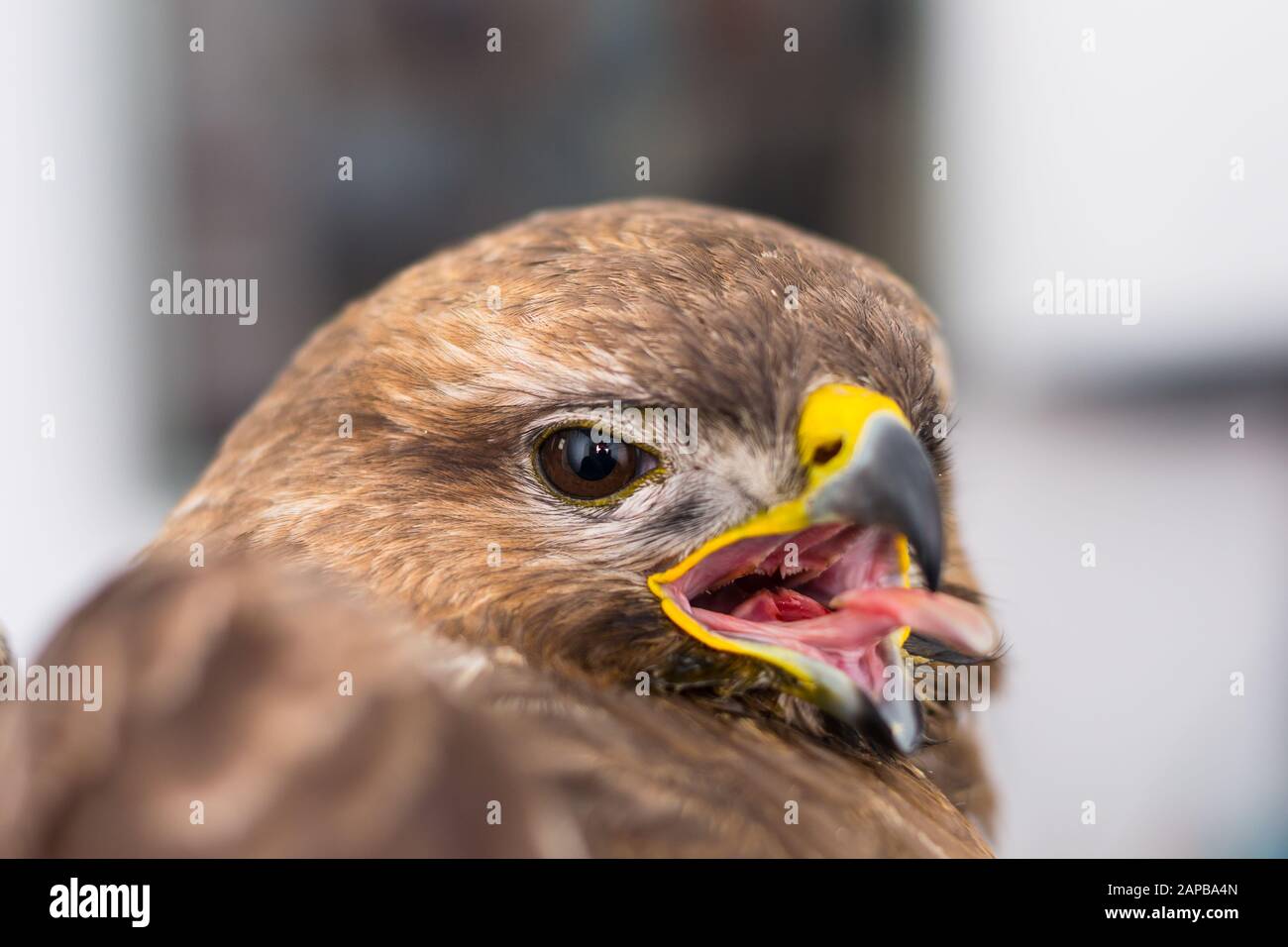 close-up photo of a pigeon hawk with the mouth opened Stock Photo - Alamy