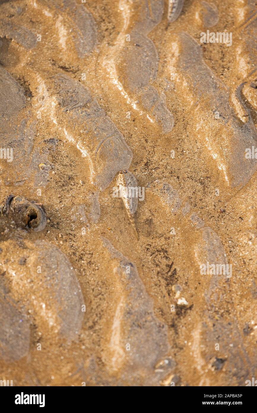 Mud skipper fish on sand beach borneo malaysia Stock Photo - Alamy