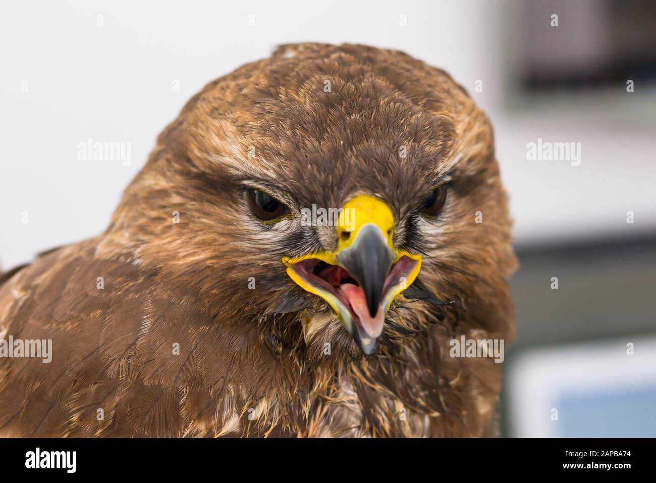close-up photo of a pigeon hawk with the mouth opened Stock Photo - Alamy