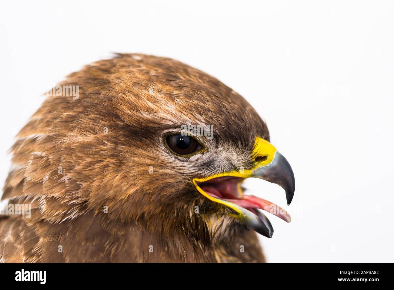 close-up photo of a pigeon hawk with the mouth opened Stock Photo - Alamy