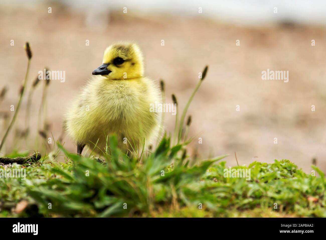Grass up close hi-res stock photography and images - Alamy