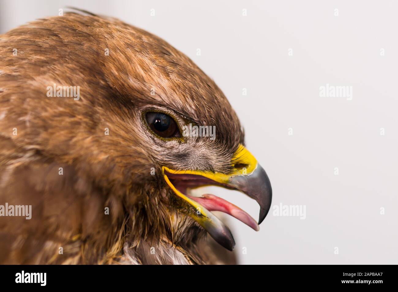 close-up photo of a pigeon hawk with the mouth opened Stock Photo - Alamy