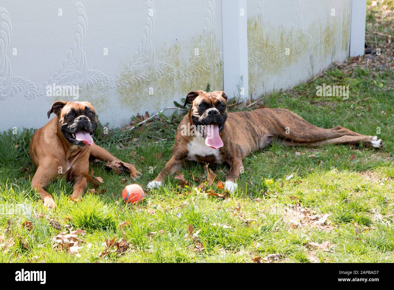Two female boxer dogs are lying in the shade next to a pool, on a very ...