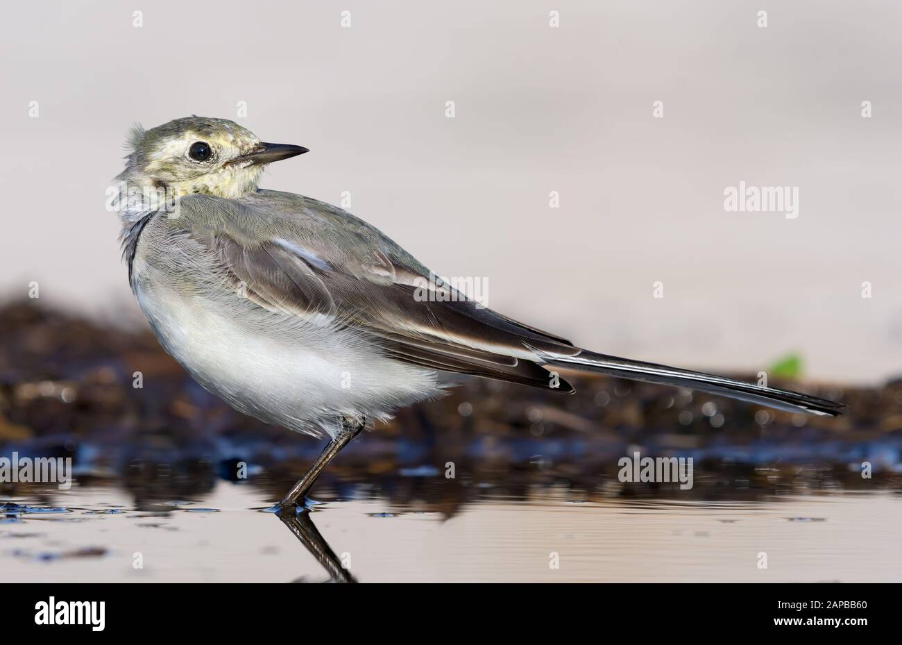 Pied wagtail female hi-res stock photography and images - Alamy