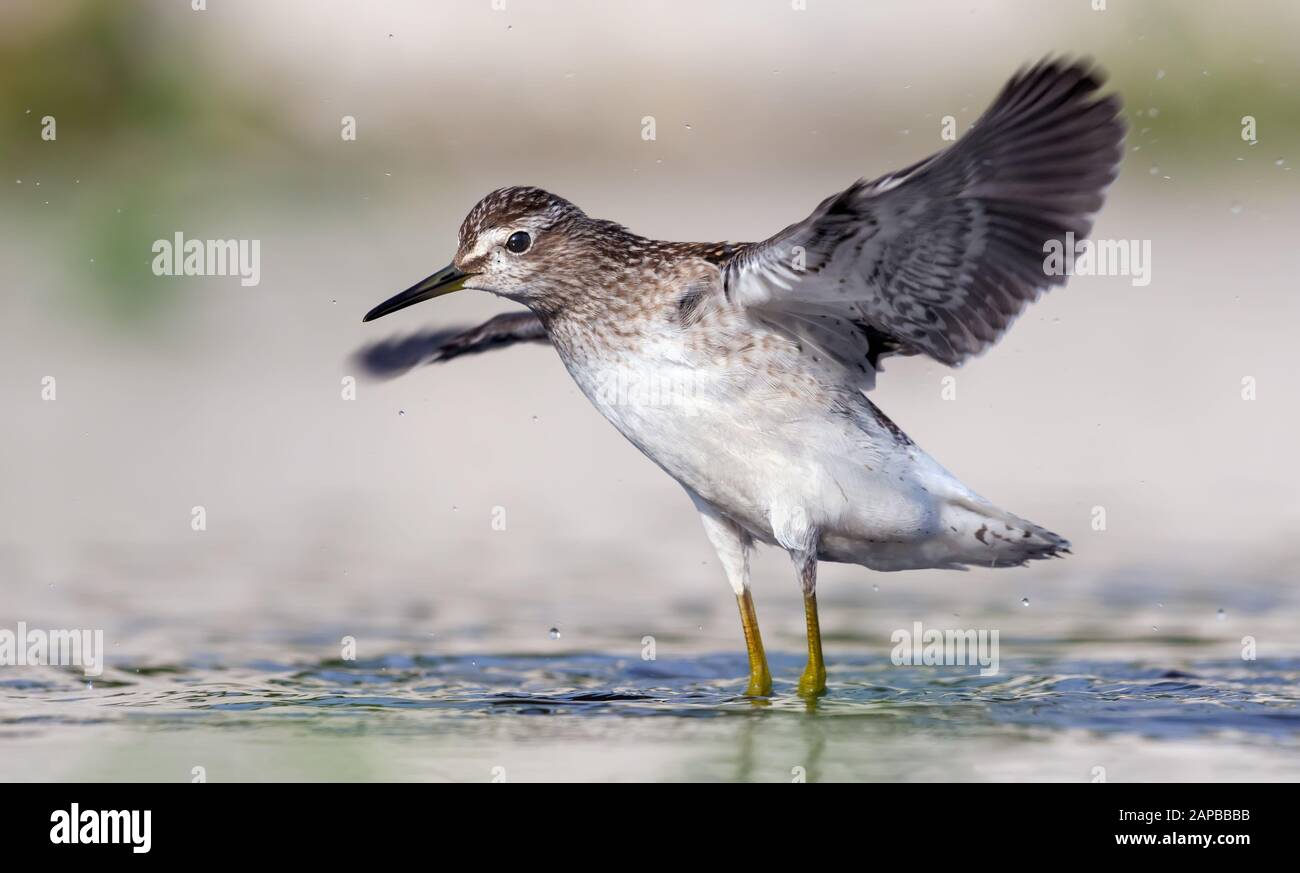 Wood Sandpiper in flight over water surface with wide spreaded wings ...