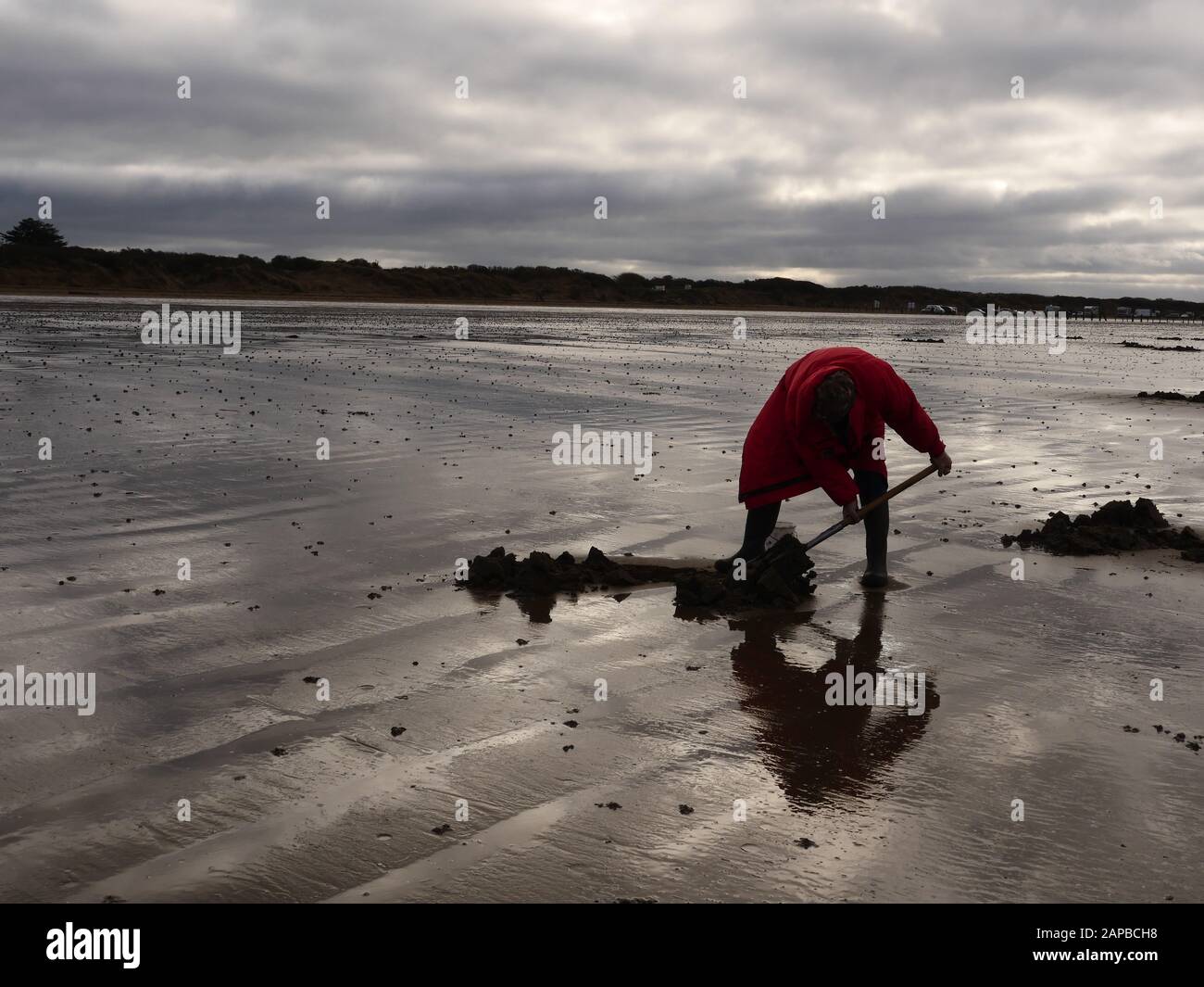 One man bait digging on beach Stock Photo - Alamy