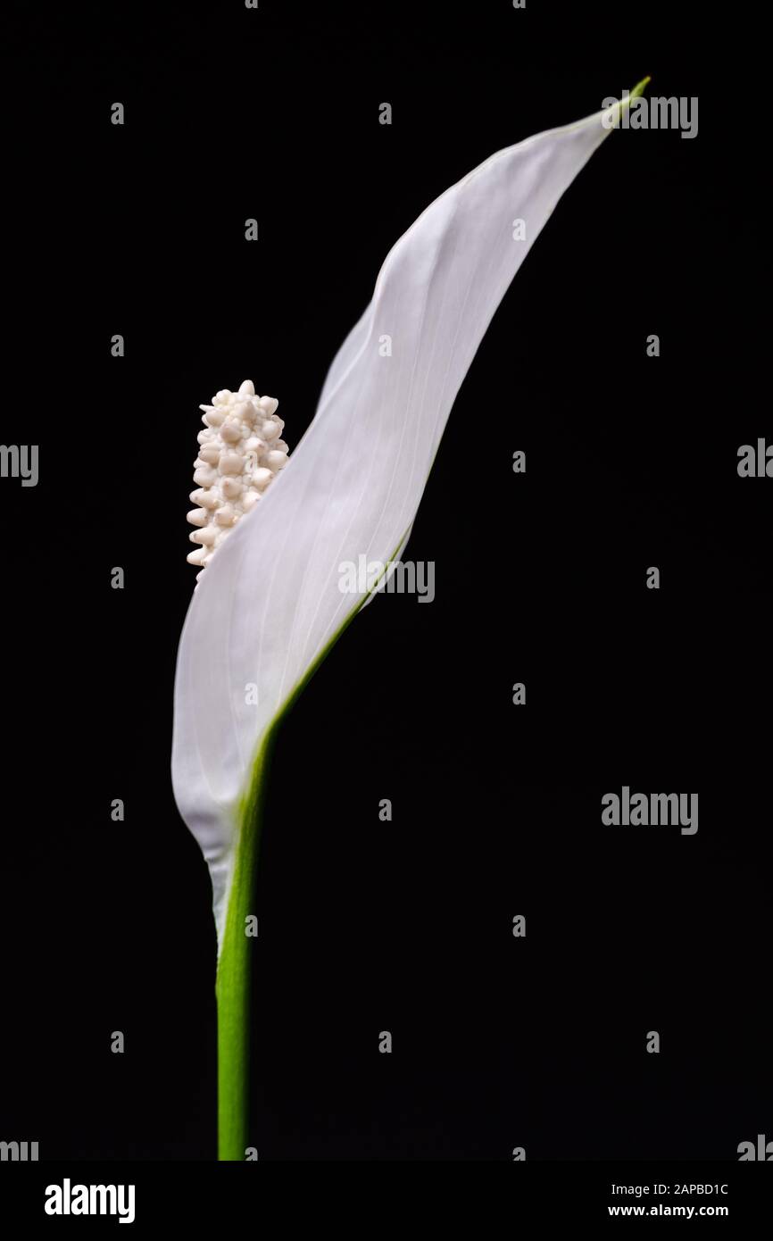 Minimalistic still life of a Japanese Peace Lily (Spathiphyllum ...