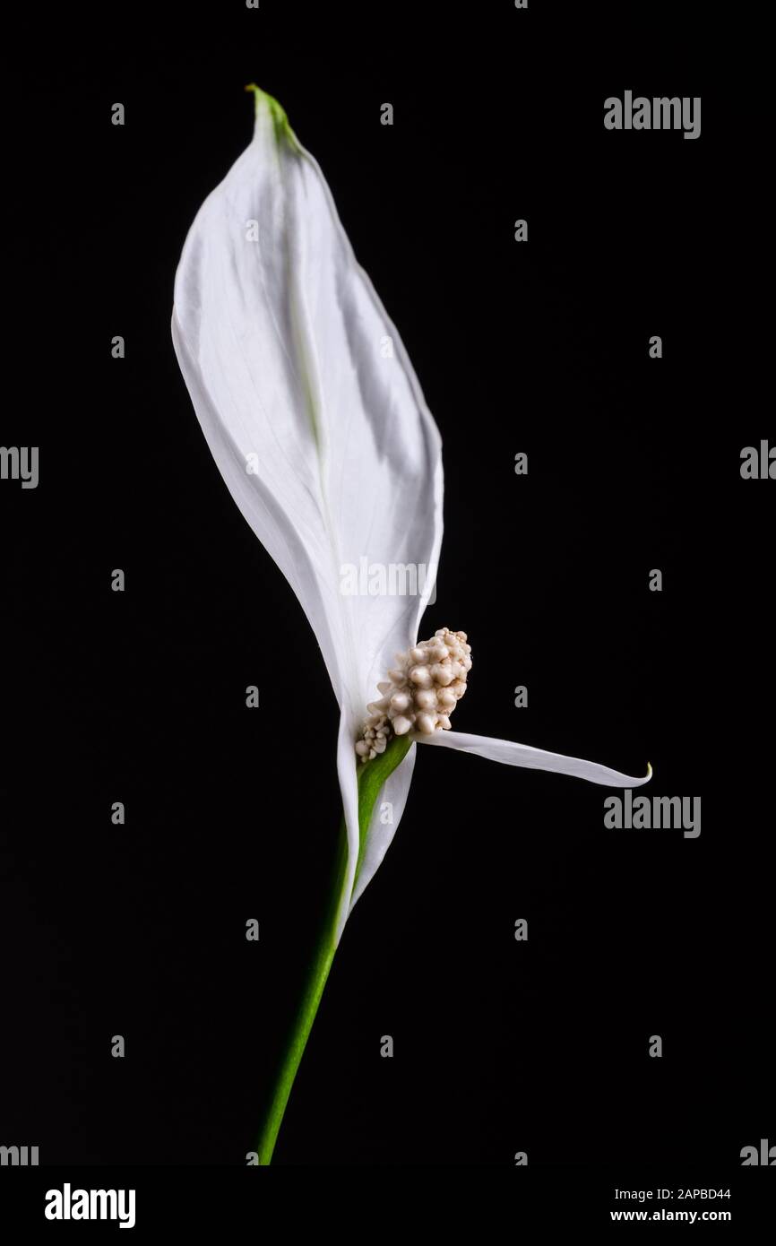 Minimalistic still life of a Japanese Peace Lily (Spathiphyllum ...