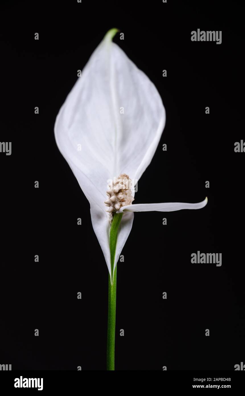 Minimalistic still life of a Japanese Peace Lily (Spathiphyllum ...