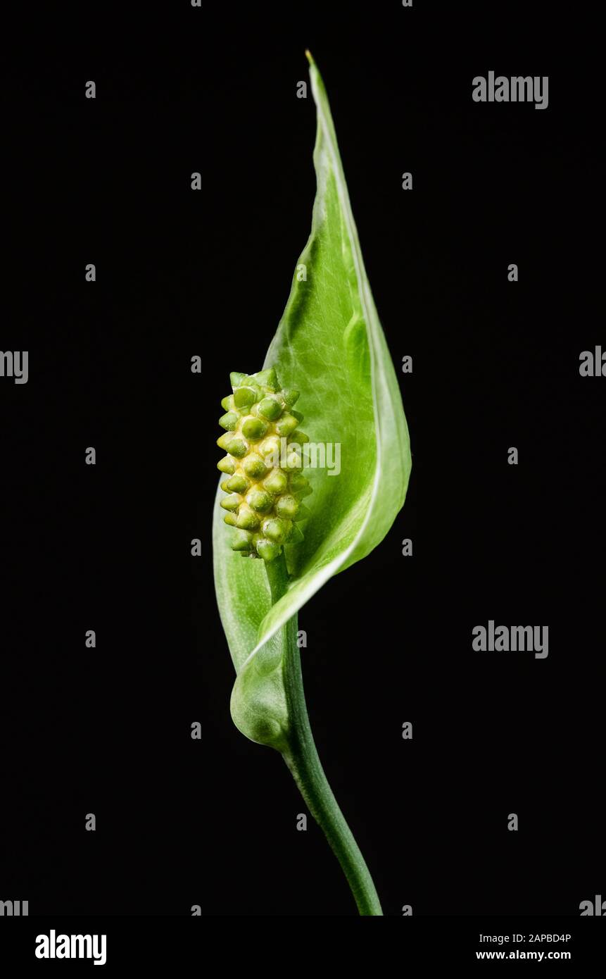 Minimalistic still life of a Japanese Peace Lily (Spathiphyllum ...