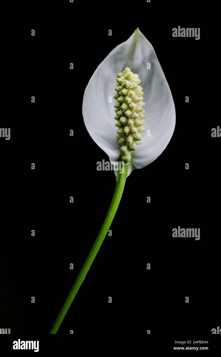 Minimalistic still life of a Japanese Peace Lily (Spathiphyllum ...