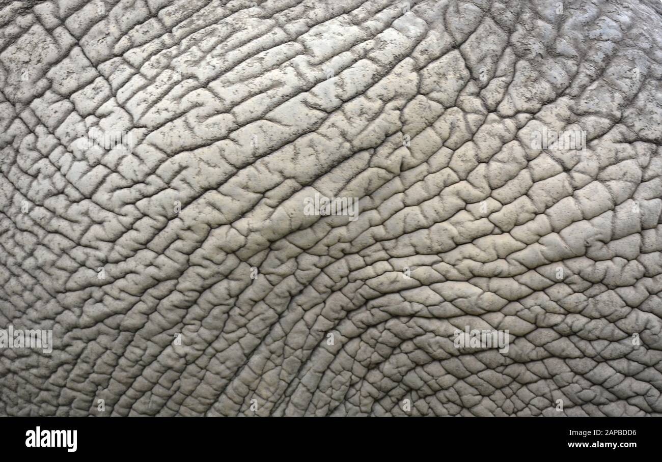 Closeup of an African elephants skin Stock Photo - Alamy