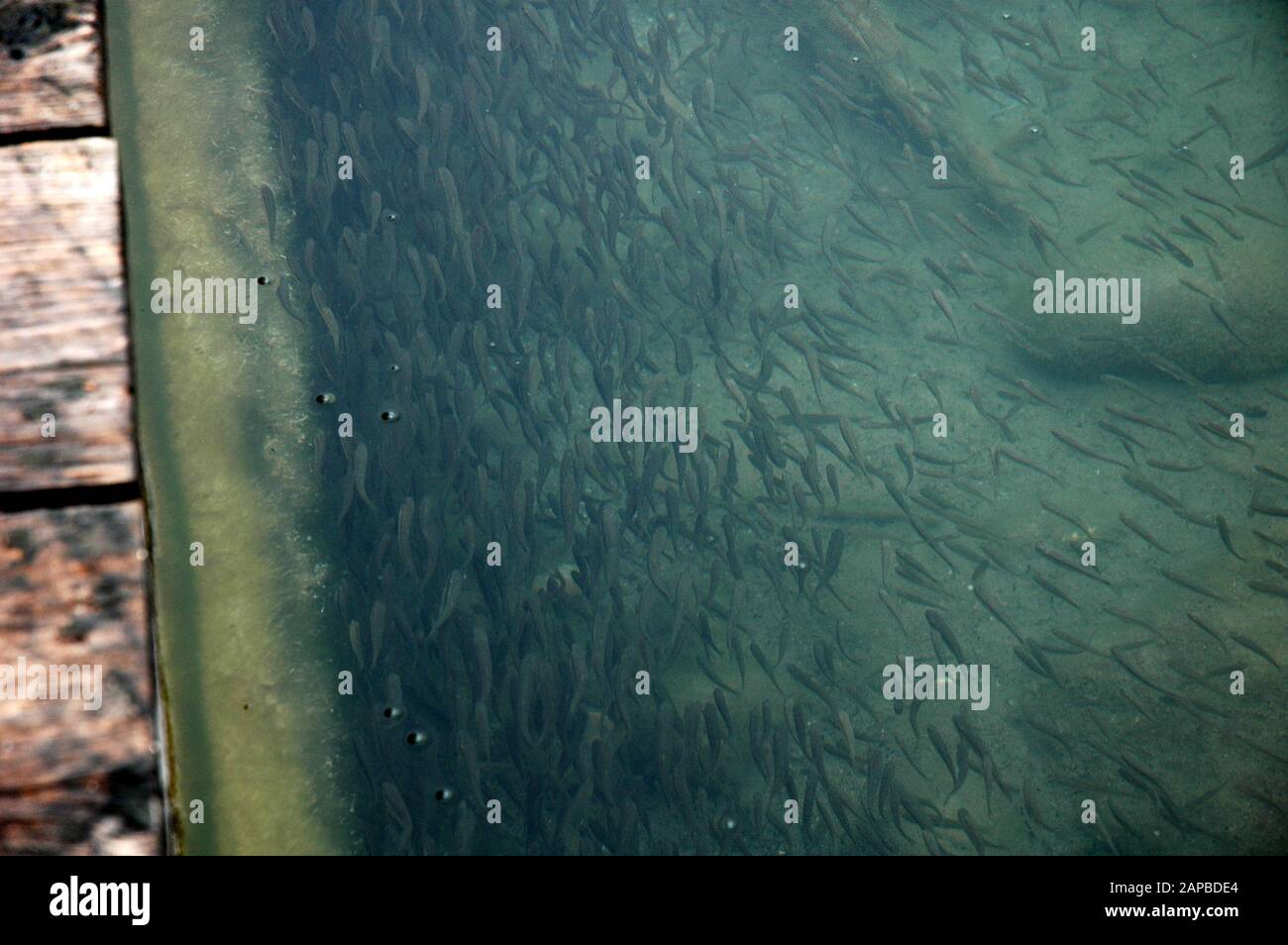 Fingerlings trout hi-res stock photography and images - Alamy